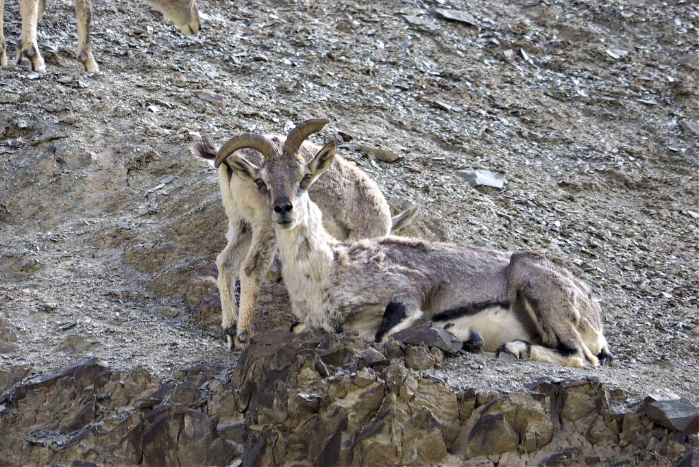 The Ruins of the Moment: Bharal (blue sheep), Rumbak Valley, Ladakh ...