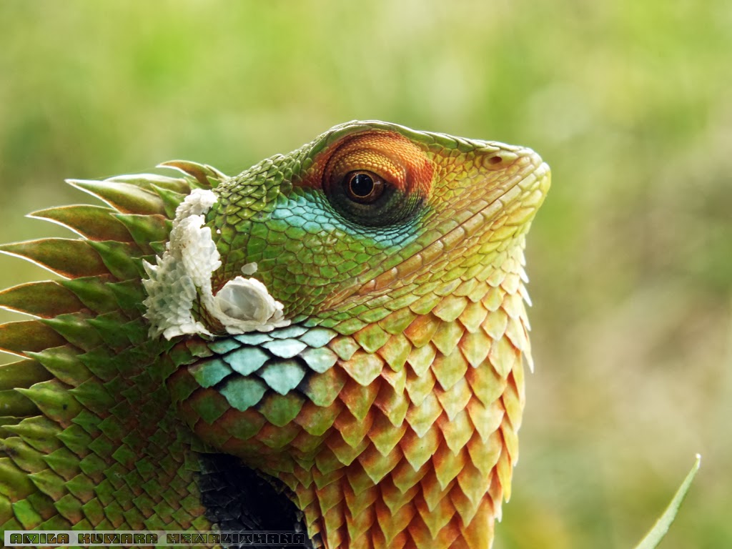 ලෝවනය : කටුස්සෙක්