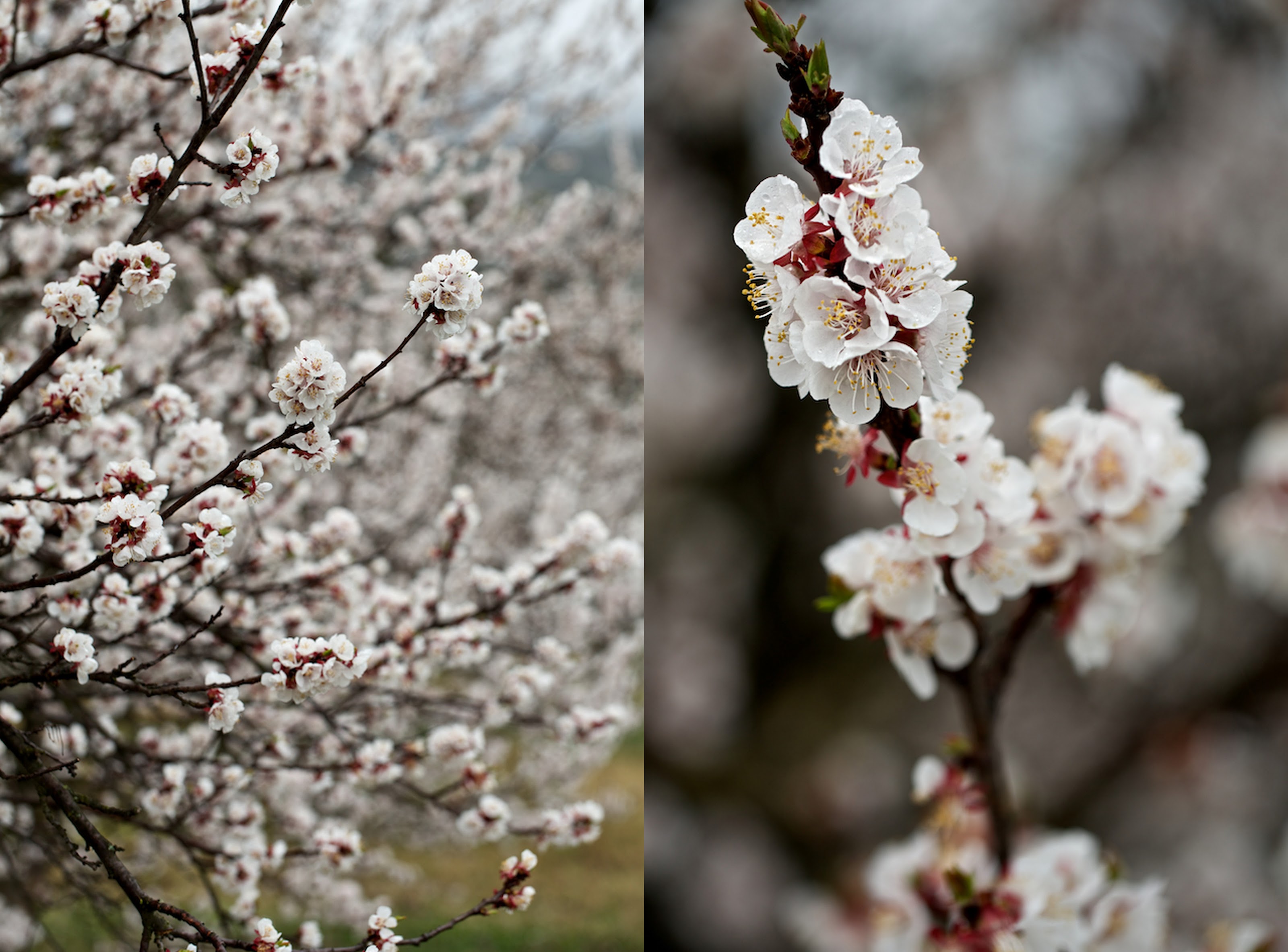Marillenblütenregen und Wachauer Laberl | ziiikocht
