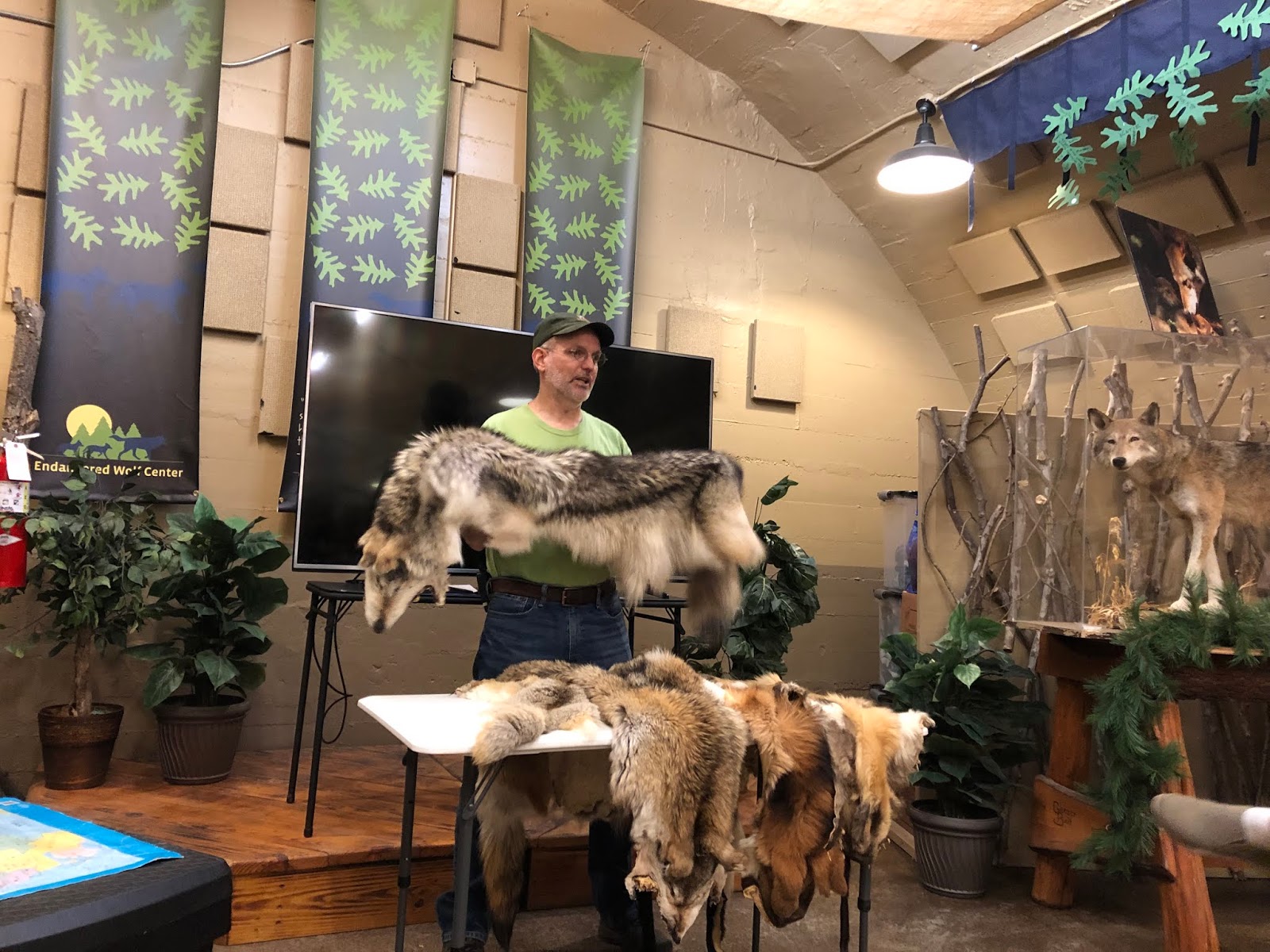 Endangered Wolf Center in St. Louis