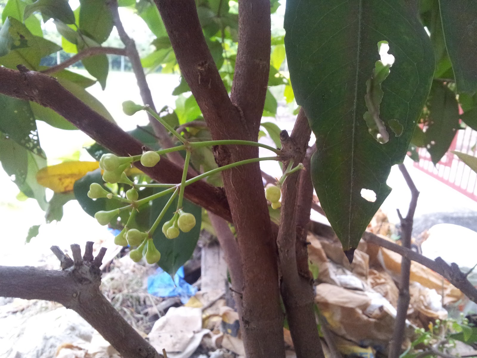 JOM BERKEBUN: Jambu Madu