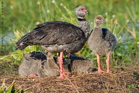 Chauna Torquata Facts And Pictures | All Wildlife Photographs