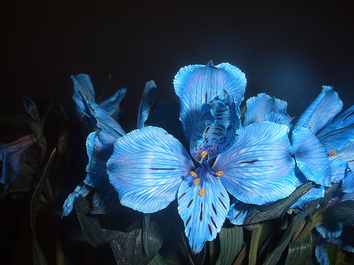 Astromelias Azules: imagen de la astromelia