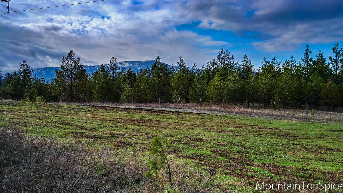Springtime Life Sprinkles | Mountain Top Spice