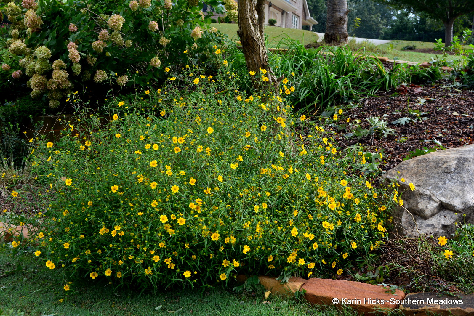 Wildflower Wednesday: Helianthus porteri