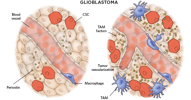 Cell-cell interactions: How cells communicate with each other