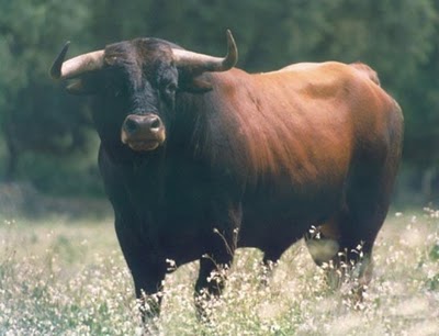 TORO PRENSA PERU: EL TORO, rey de la fiesta brava