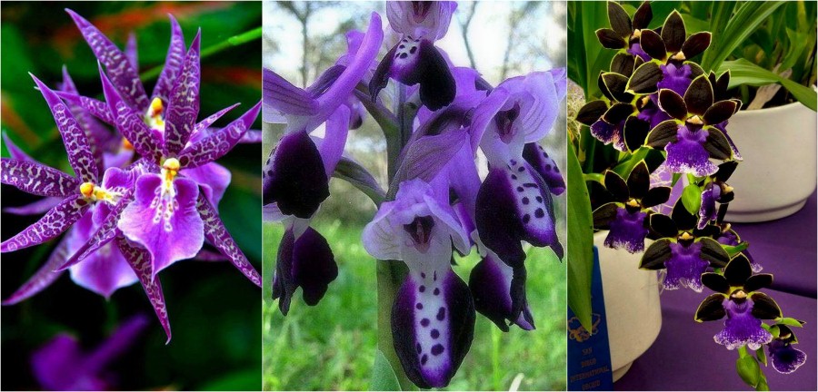 Keindahan Bunga Yang Cantik & Mempersonakan - AlamBlogr