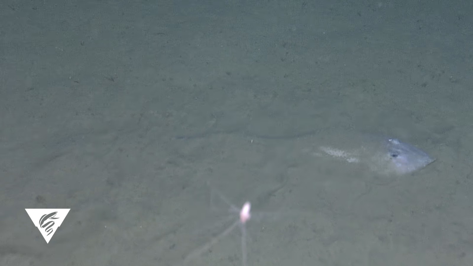 Real Monstrosities: Veils From the Crypt