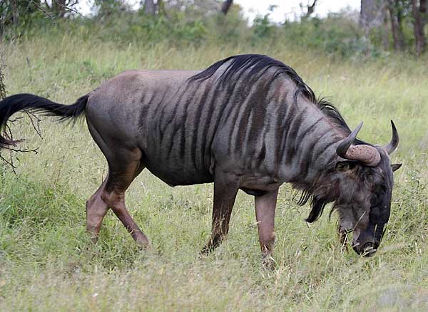 The Wildebeest | Interesting Animal All Amazing Facts | The Wildlife