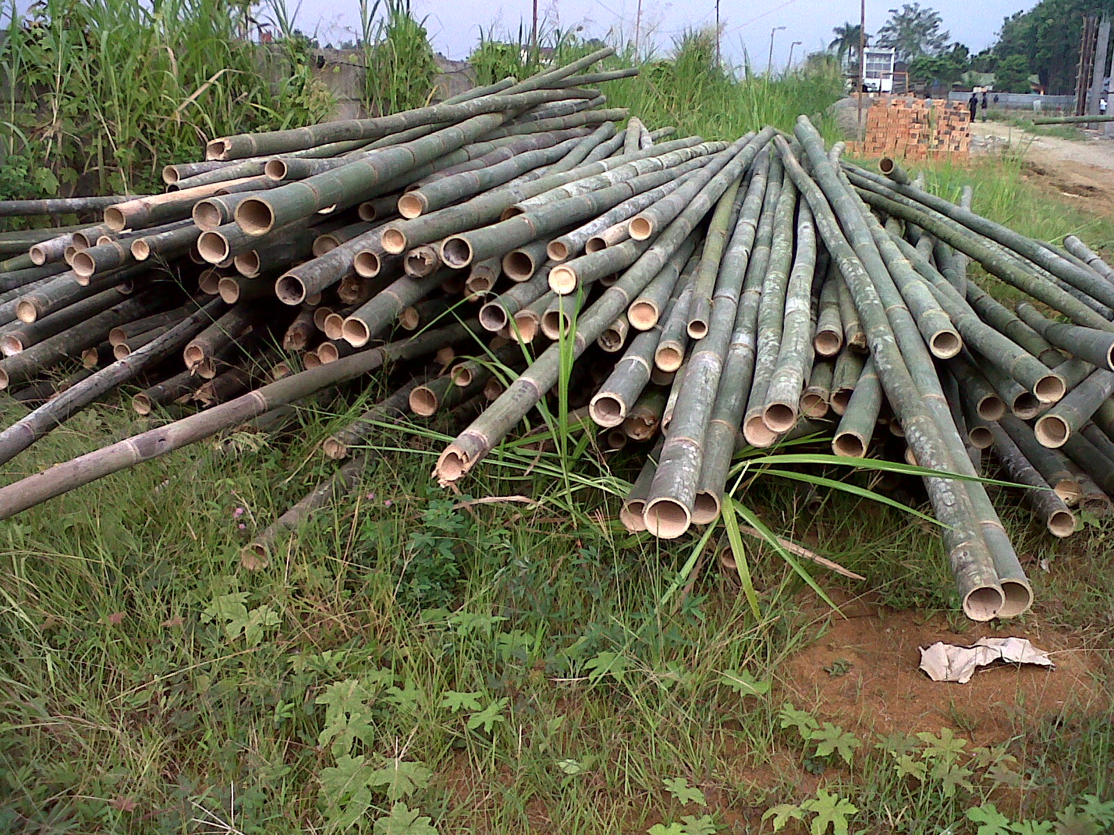 Top Baru Ciri Ciri Bambu Andong, Motif Terbaru!