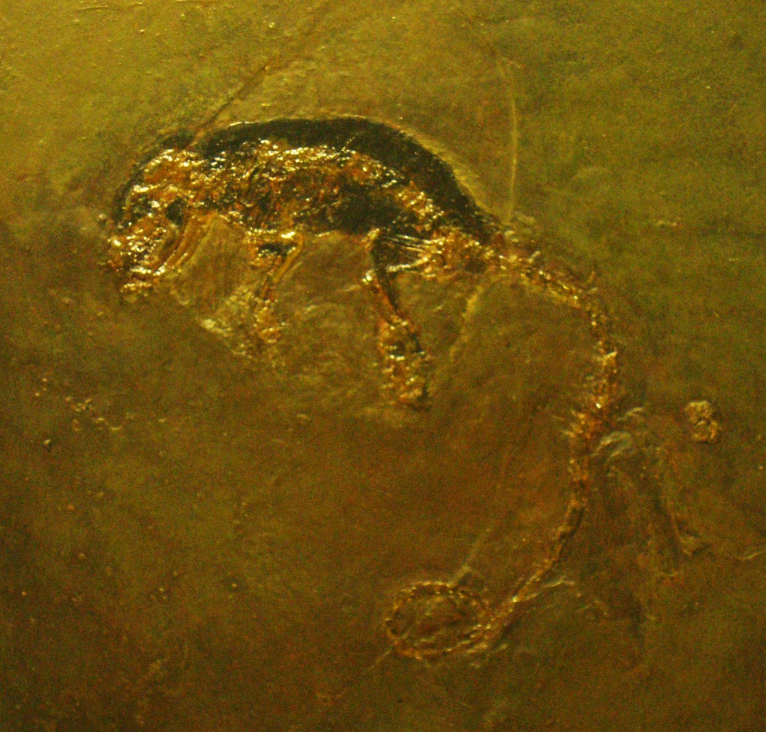 El Pensieve de Dinorider: Peradectes - Cretácico norteamericano y ...