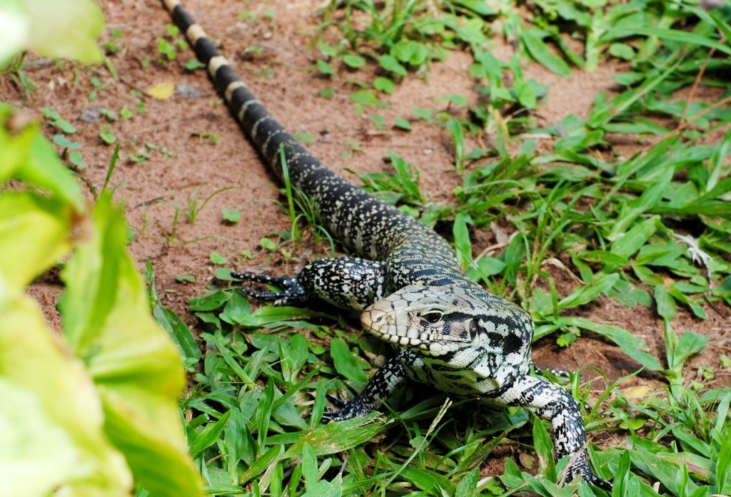 My life in Canada : Tejú Guazú