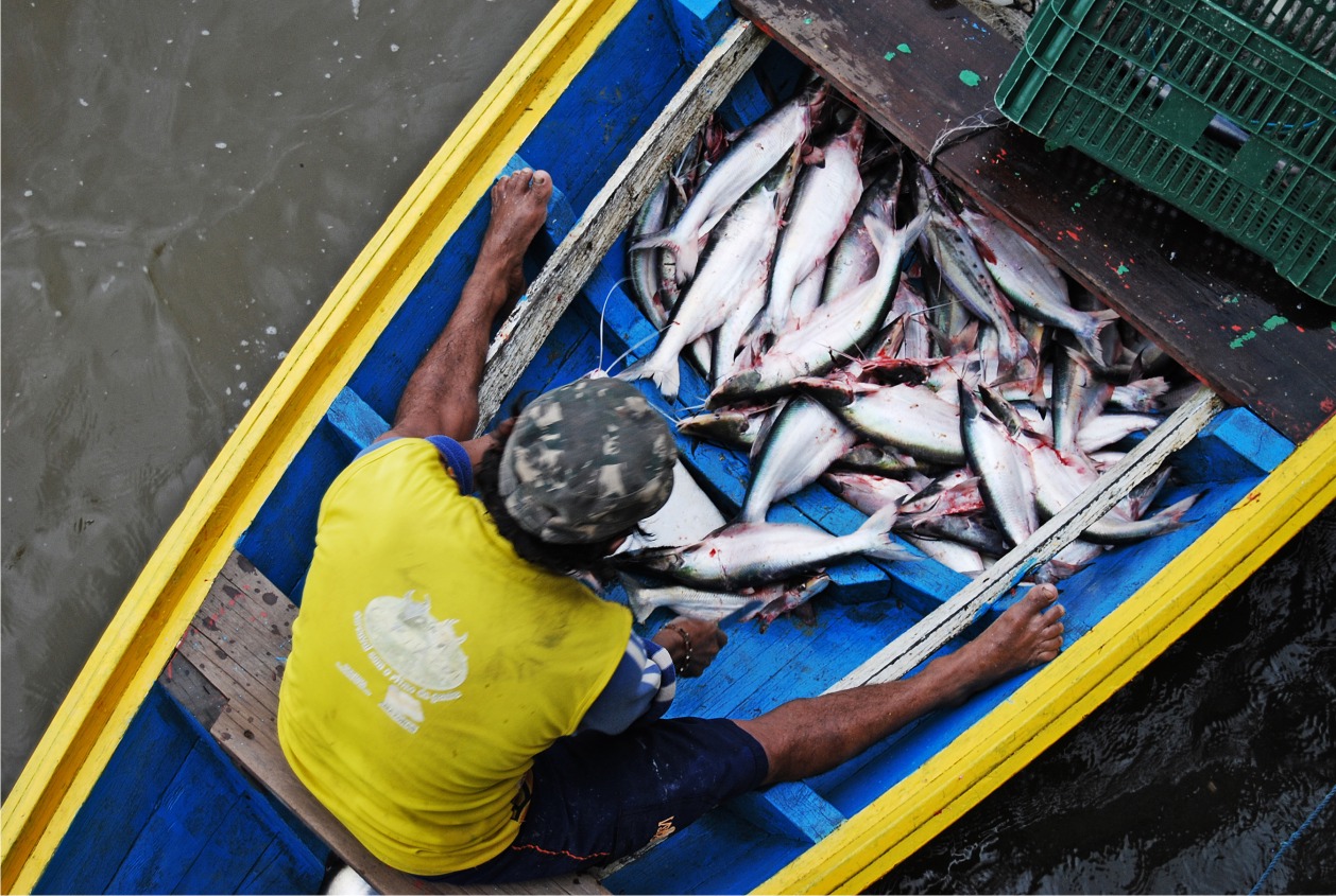 Manaquiri-AM: VAI COMEÇAR A NOVA TEMPORADA DE PESCA DO MAPARÁ EM MANAQUIRI