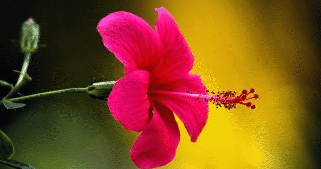 Pimienta De Cayena Beneficios