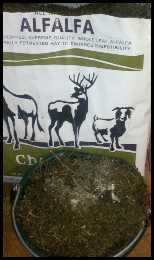 The Adventures of Noodleville: A Noodleville Review: Chaffhaye Alfalfa