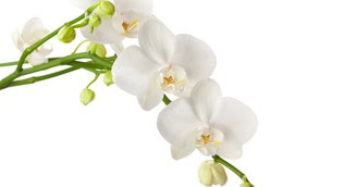 cintarindurasul: SOLAT SUNAT QABLIAH ATAU MENDENGAR CERAMAH?