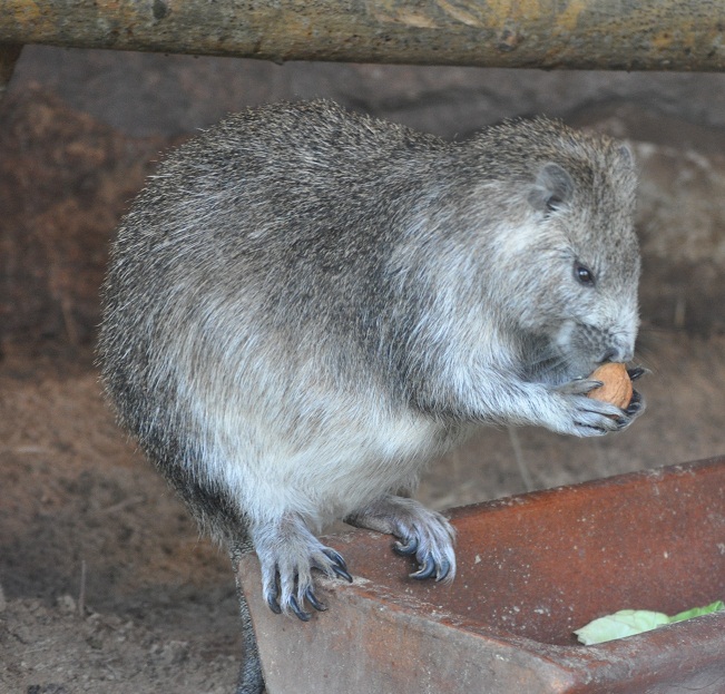 ZOOTOGRAFIANDO (6.100 ANIMALS): JUTIA CONGA / DESMAREST´S HUTIA ...