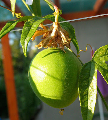 Temperate Climate Permaculture: Permaculture Plants: Maypop