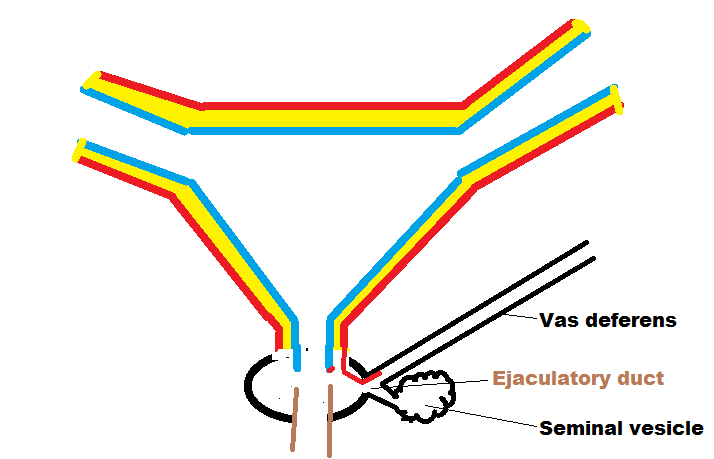 easyhumanatomy: Trigone of urinary bladder