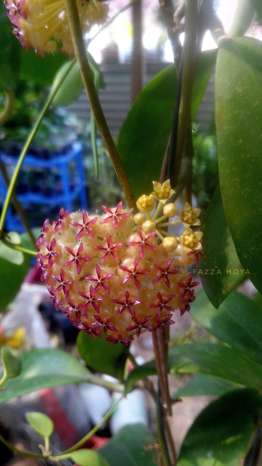 Fazza Hoya - Hoya Indonesia: 42. Hoya tsangii - Bunga Hoya Indonesia
