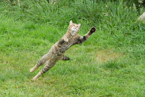 British Wildlife Centre ~ Keeper's Blog: BWC Photo Comp; "Animals in ...