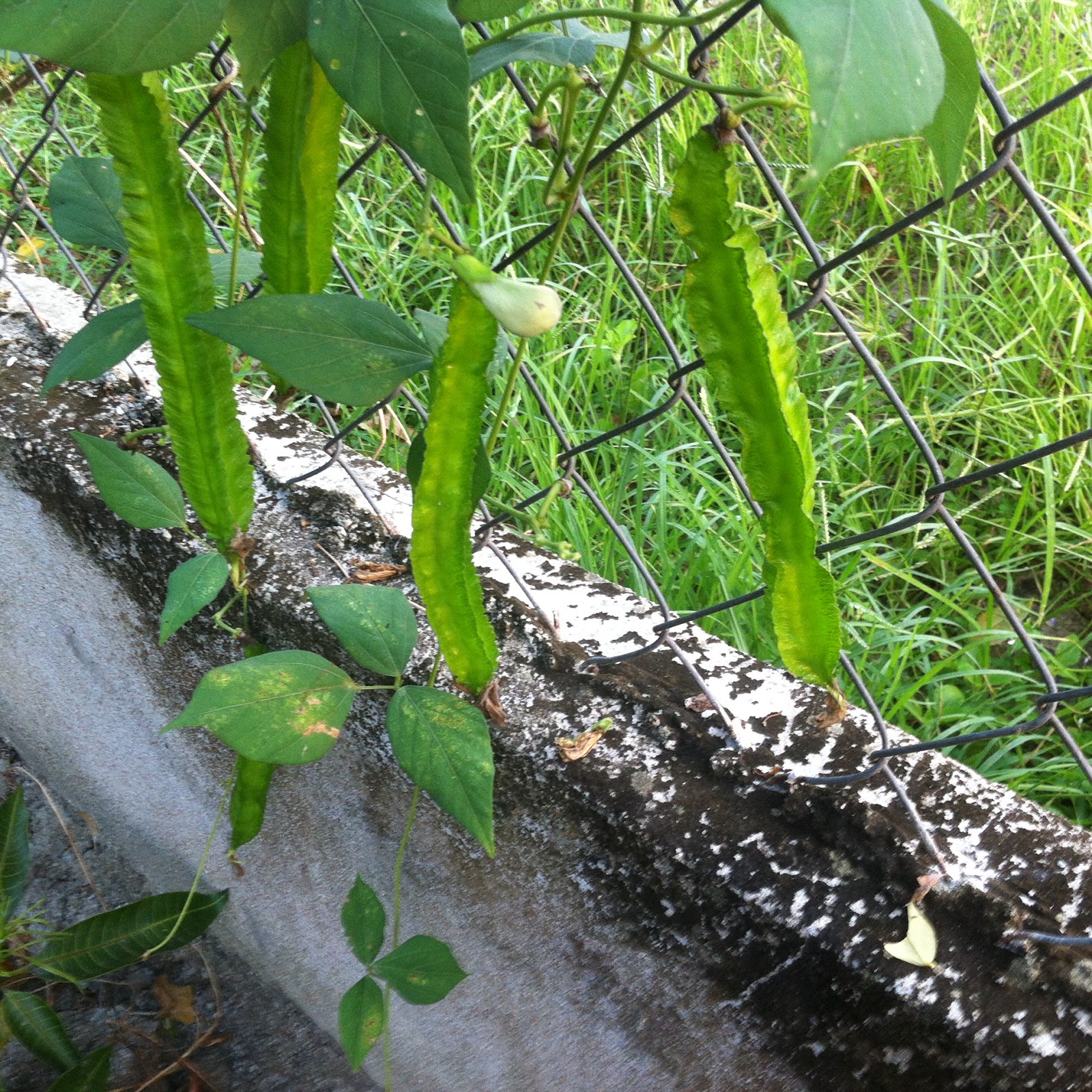 My Experimental Garden: four angle bean