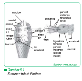 Berbagai Filum pada Animalia - Our Akuntansi