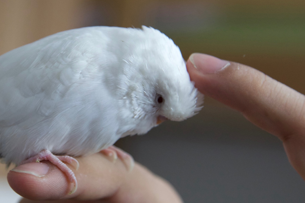Odotukset lintua kohtaan: Onko lintu syliteltävä ja siliteltävä lemmikki?
