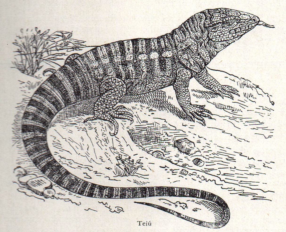 Revista Aruanã Lazer e Esporte no Meio Ambiente: DICIONÁRIO ARUANÃ ...