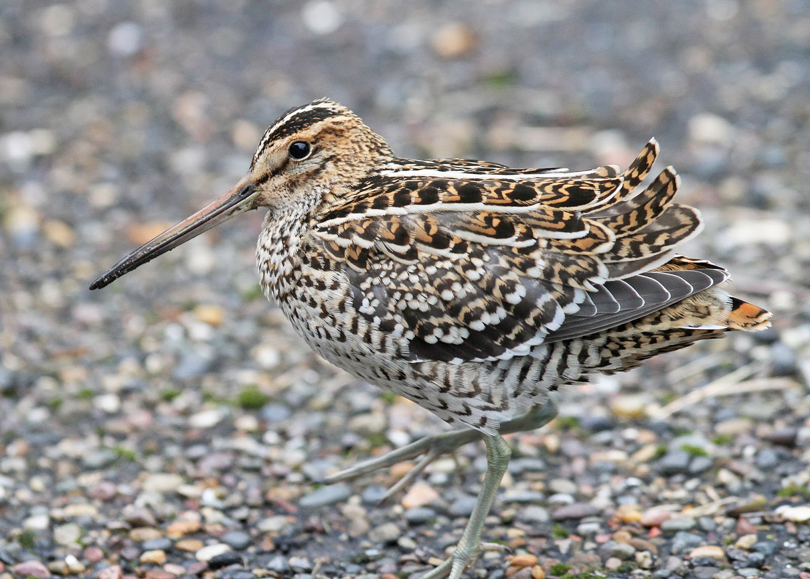 Simon and Karen Spavin: Great Snipe at Kilnsea, Spurn