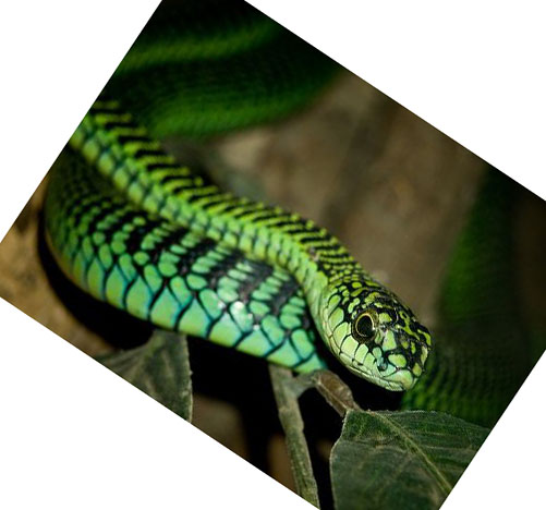 Ophidians.com: Dispholidus typus, Boomslang Snakes
