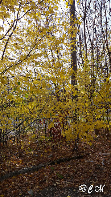 Blogânduri : File din cartea toamnei (2)