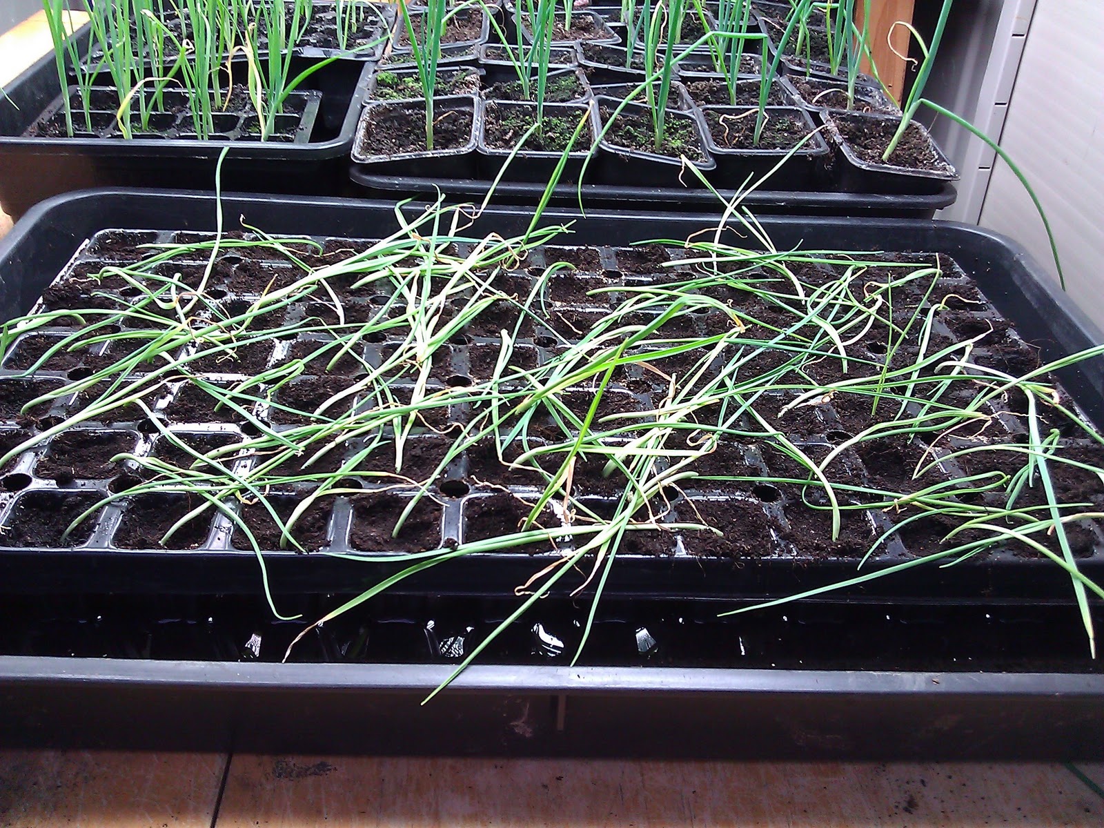 PAULS ALLOTMENT DIARY: More on Leeks and Leek Grass