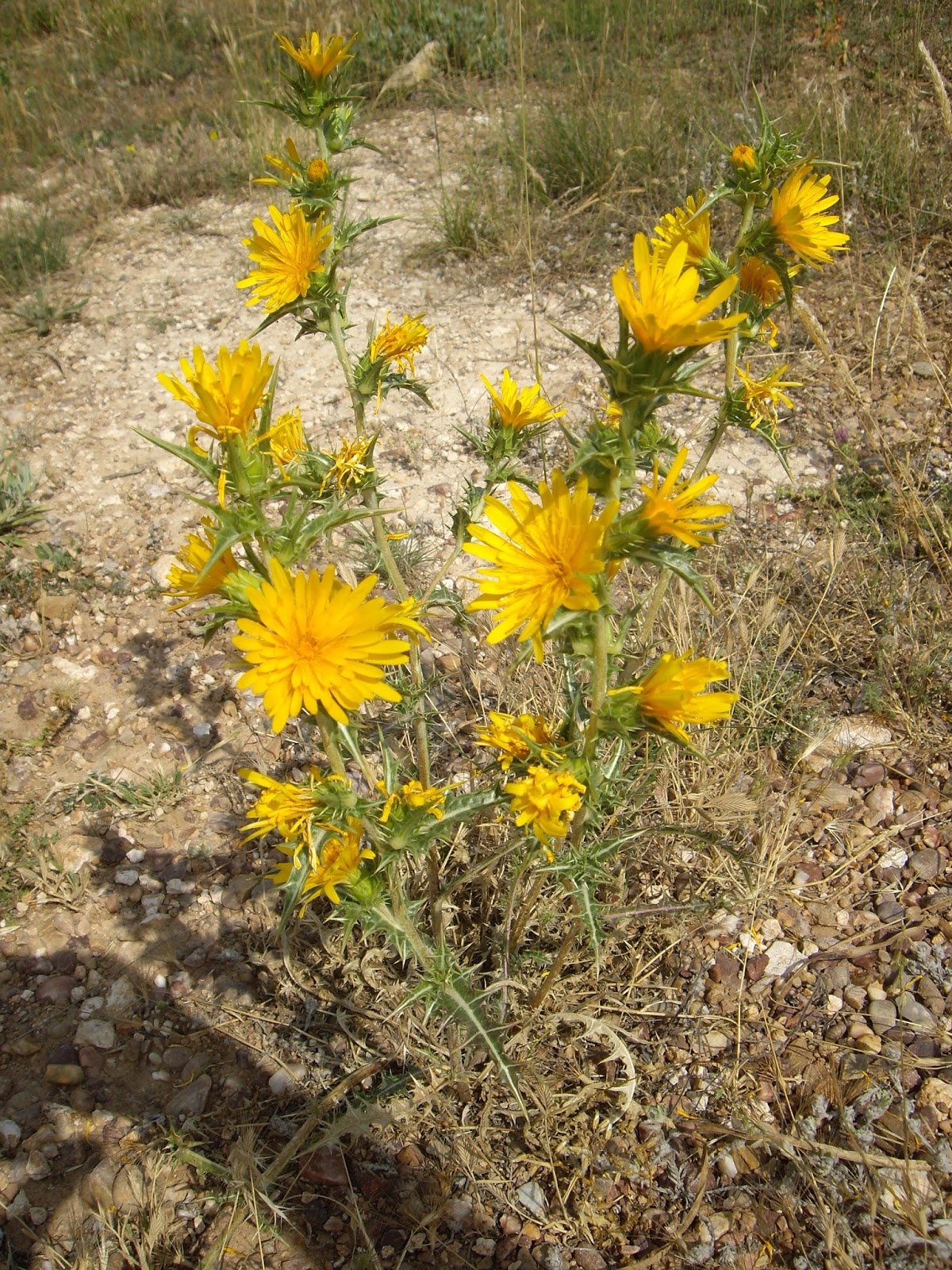 La Mar de VeRde: SCOLYMUS HISPANICUS O CARDILLO