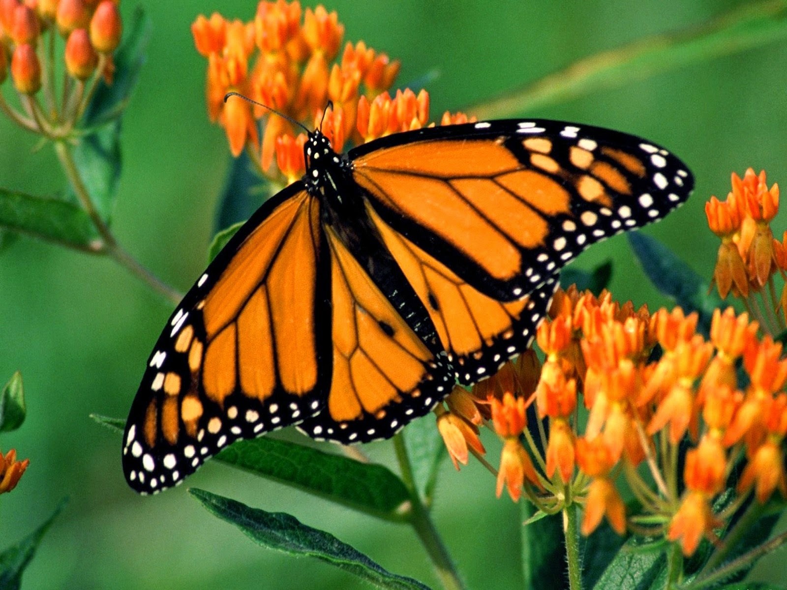 Imagenes de Mariposas, parte 8 - IMÁGENES PARA WHATSAPP ® y Fotos para ...