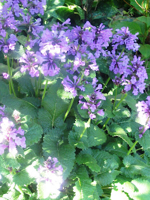 Once Upon A Dine in the Garden: Garden Close Ups - Smile