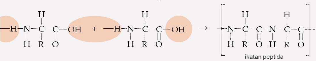 REAKSI-REAKSI SPESIFIK PADA PROTEIN | A chemist