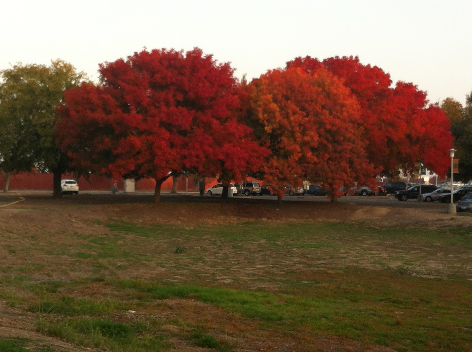 Huron County Extract: The Trees Come Down at Fresno State