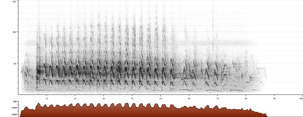 Descoperă Papagalii: Micul Alexander (Psittacula krameri) - fișa speciei