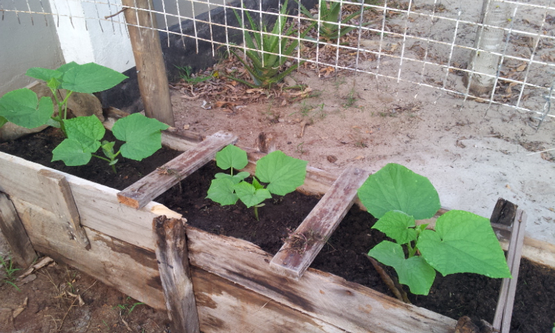 MITIKI -KILIMO KWANZA: KILIMO BORA CHA MATANGO - KWENYE VYOMBO