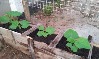 MITIKI -KILIMO KWANZA: KILIMO BORA CHA MATANGO - KWENYE VYOMBO