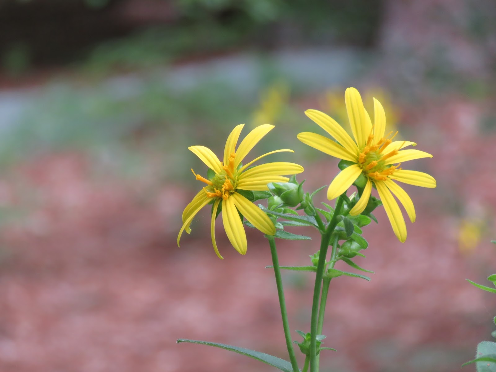 gardens@duke: The Blomquist Garden of Native Plants: A Museum in the Woods