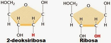 Dream Big: Molekul Penyusun Asam Nukleat