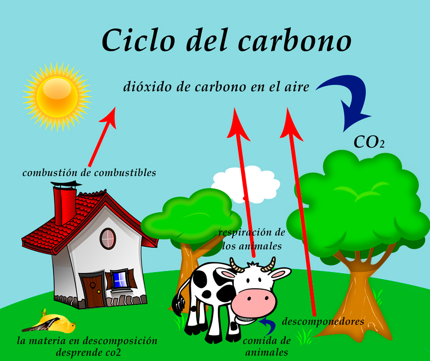 CAMBIO CLIMÀTICO EST. 29: CICLO DEL CARBONO