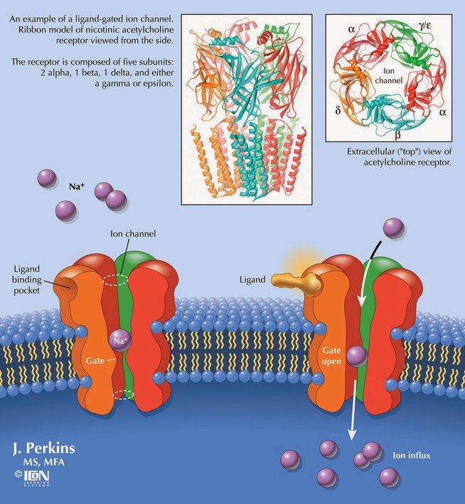 Ciencias de Joseleg: Tipos de receptores de acetilcolina