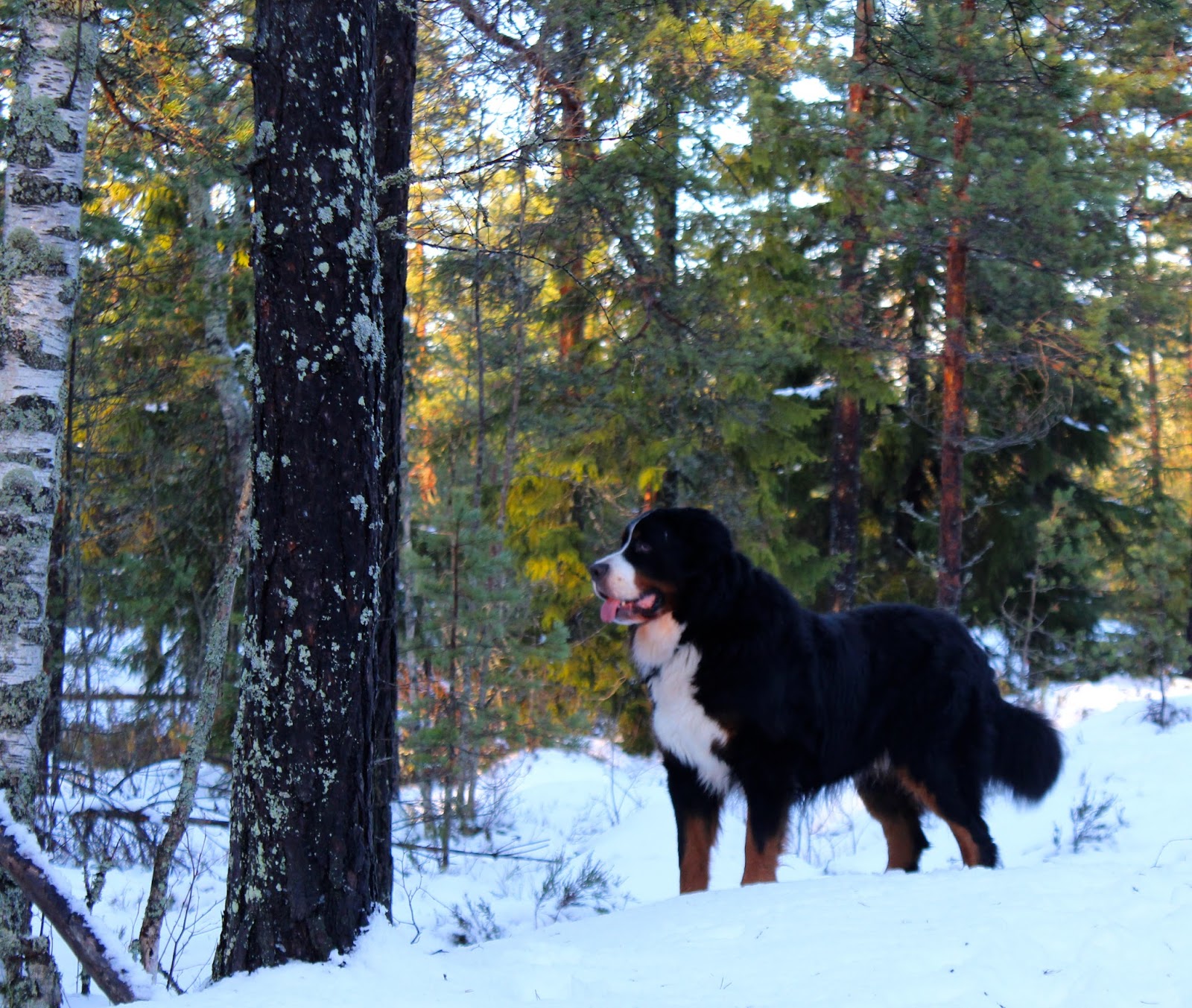 Have an Ice day : Berninpaimenkoira