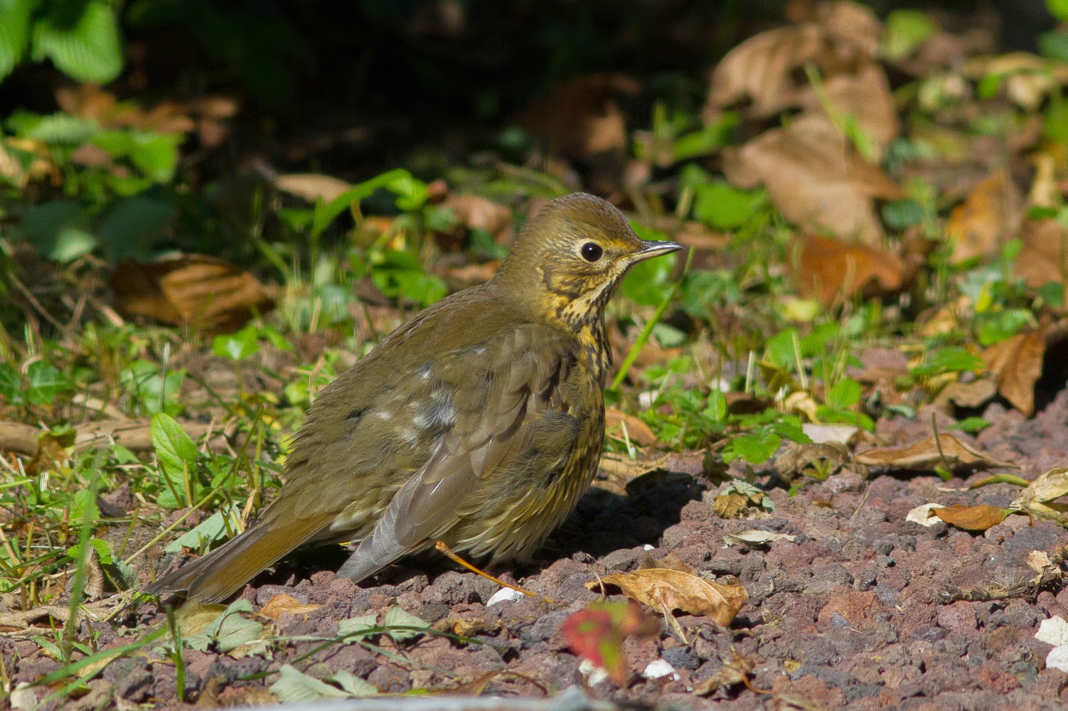 A identifier: Une grive au jardin