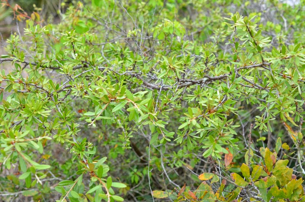 Space Coast Wildflowers: March 2014