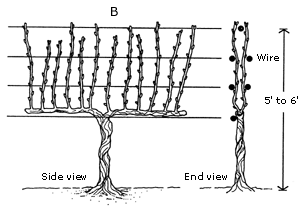Weeds to Wine - A Virginian's Attempt To Be A Vigneron